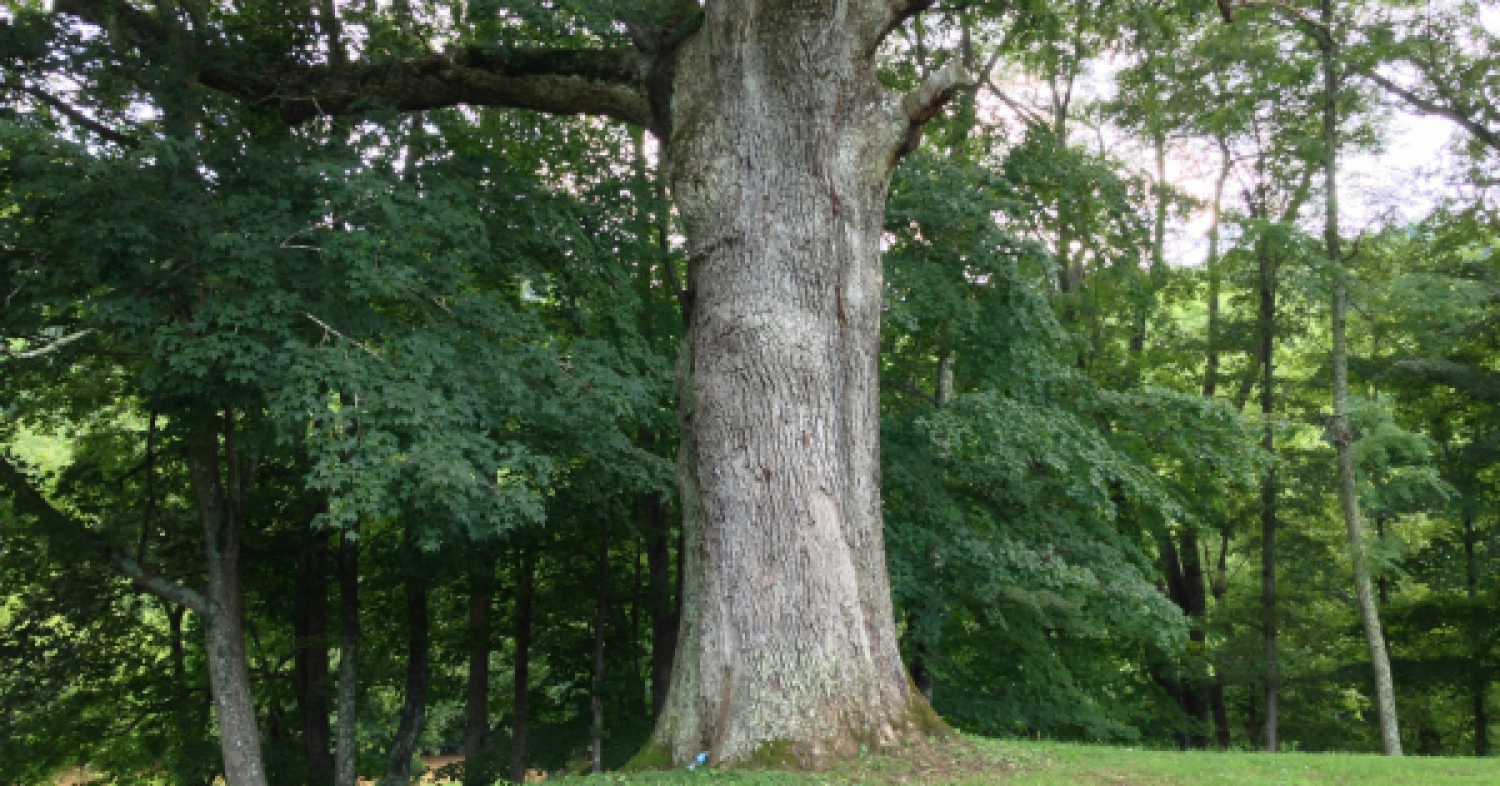 Doddridge County Park Endowment Fund Fundraiser | Calendar | Doddridge ... Doddridge County Park Endowment Fund Fundraiser | Calendar | Doddridge ...